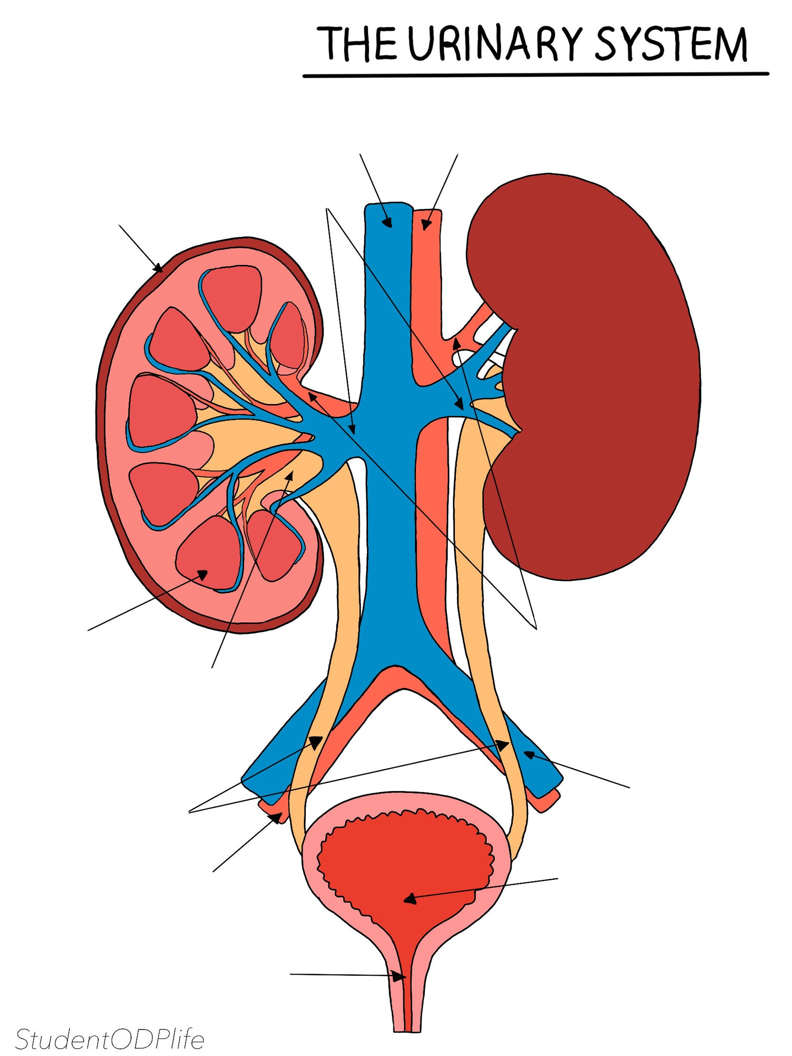 Urinary System, Nephron and Kidney Bundle UNLABELLED - Etsy