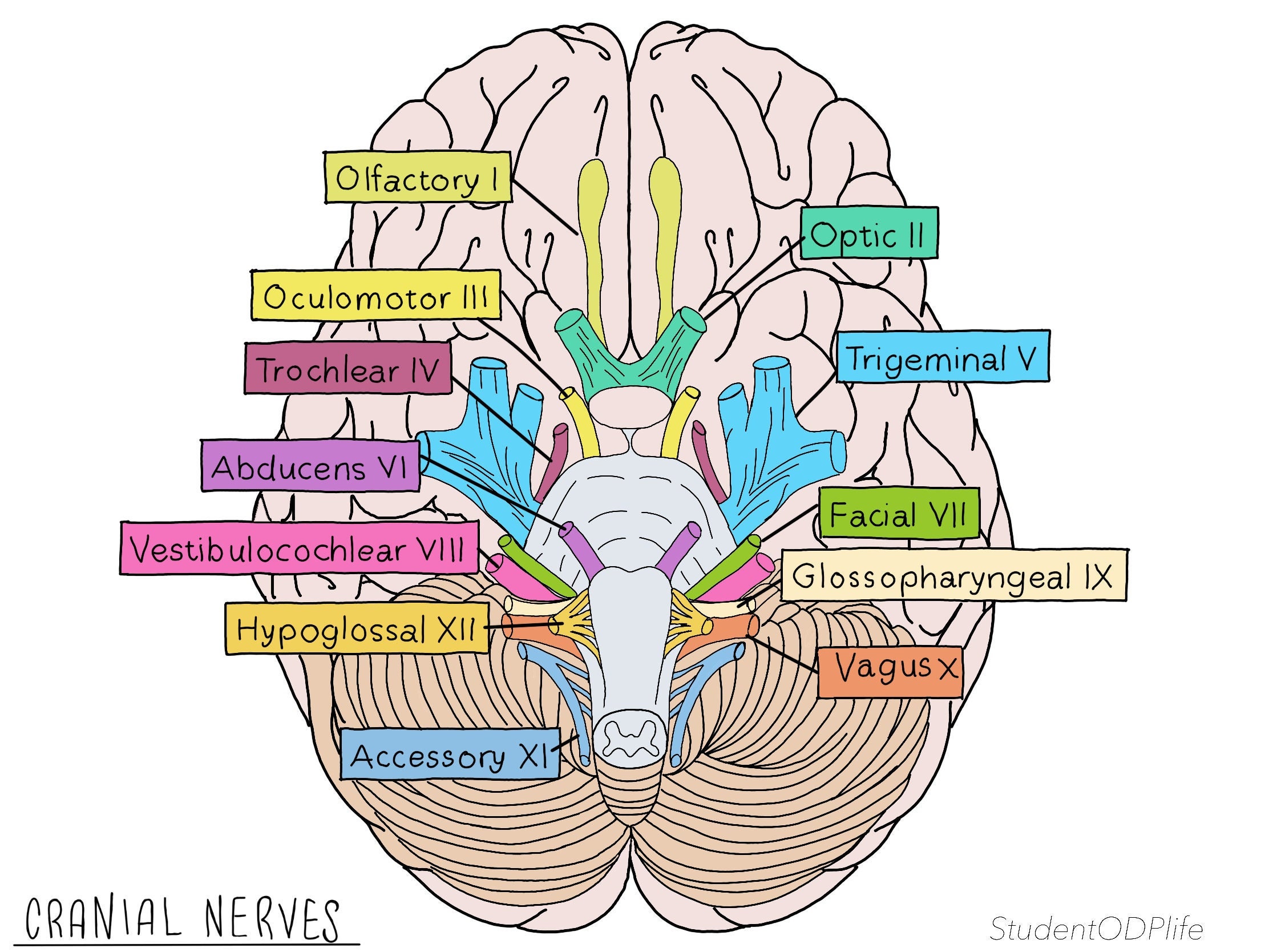 Cranial Nerves LABELLED - Etsy UK