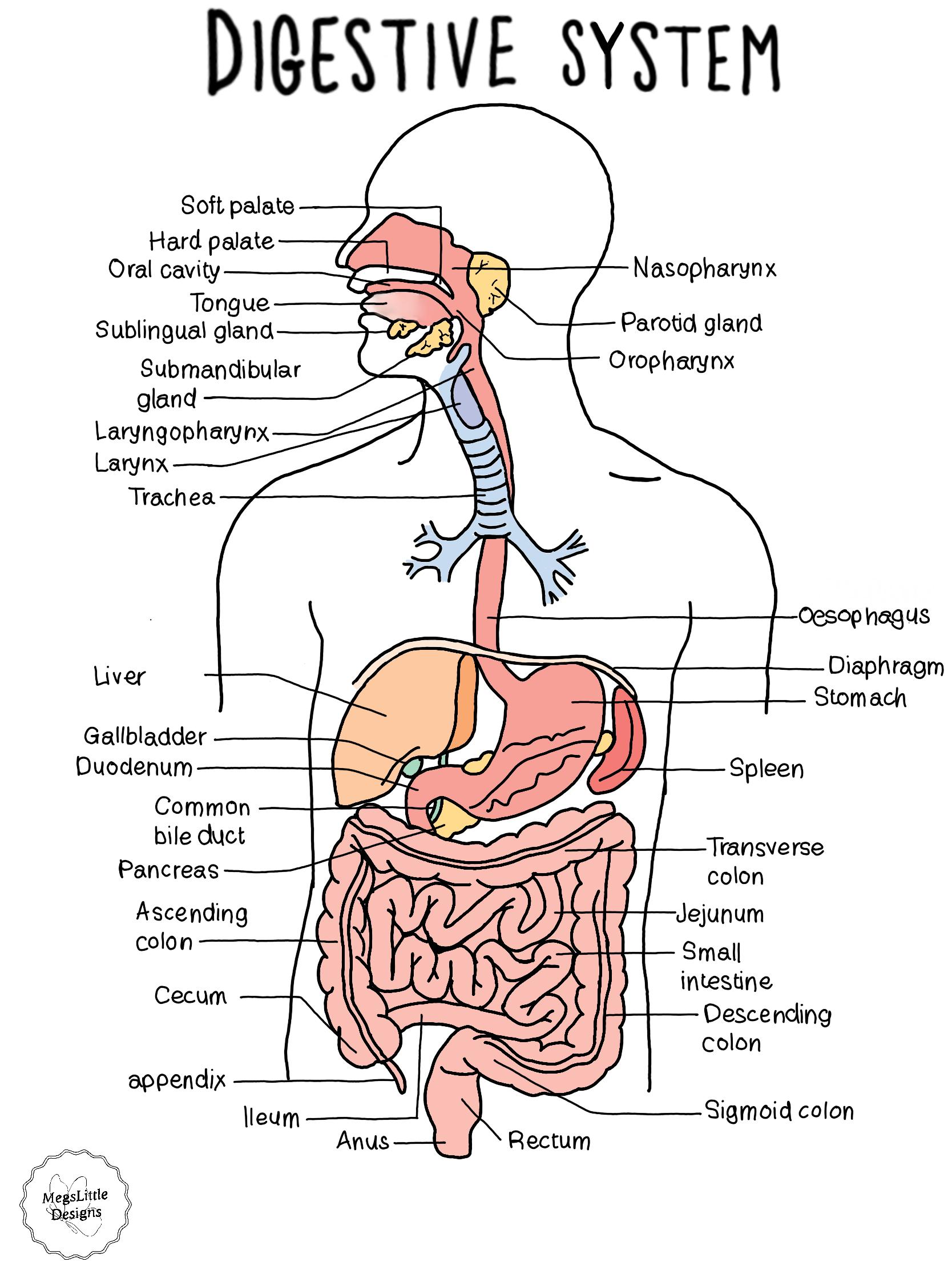 Digestive System Diagram Clipart People