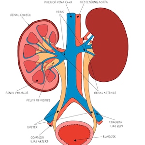 The Urinary System Diagram LABELLED - Etsy