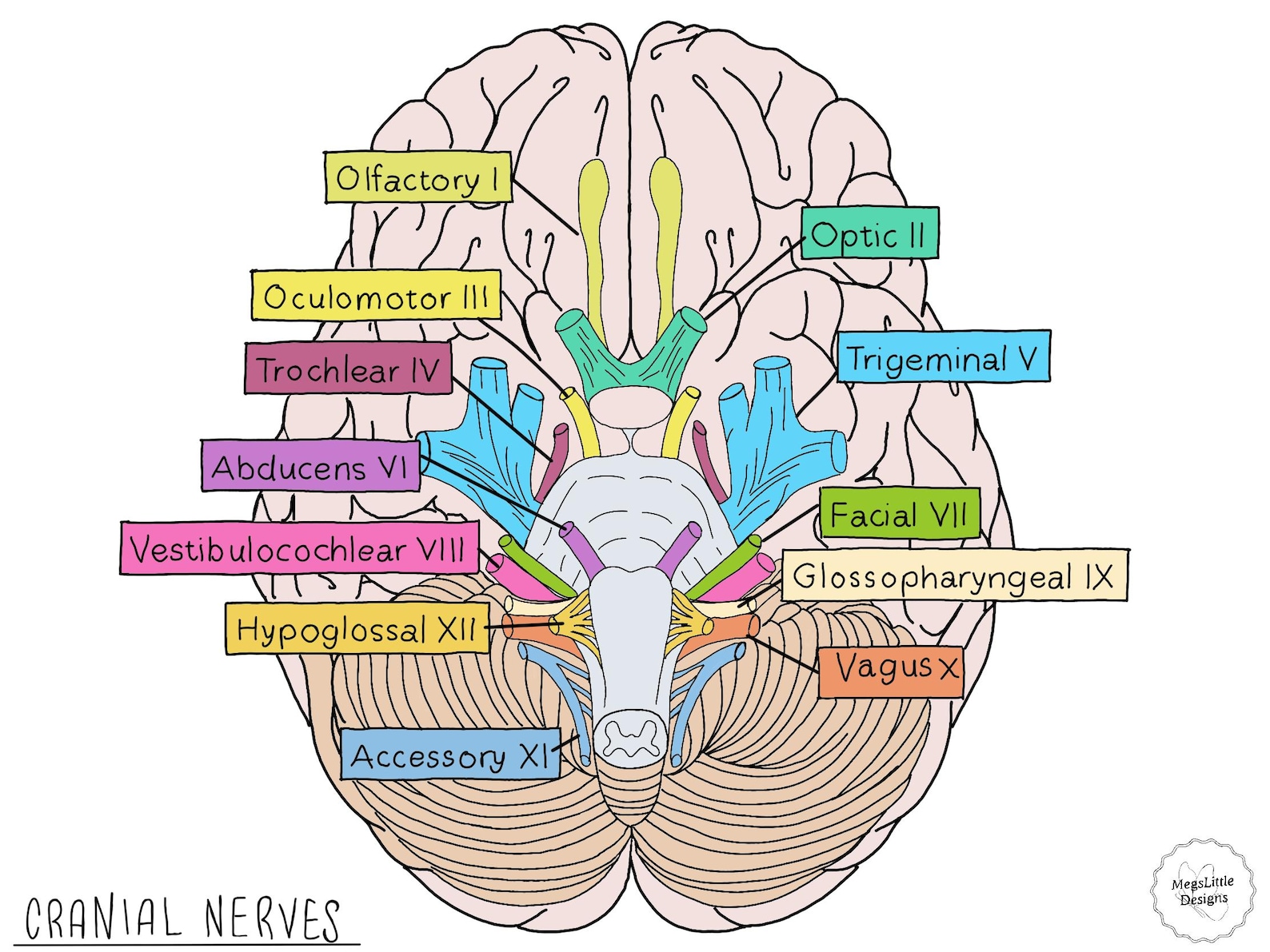 Cranial Nerves LABELLED - Etsy UK
