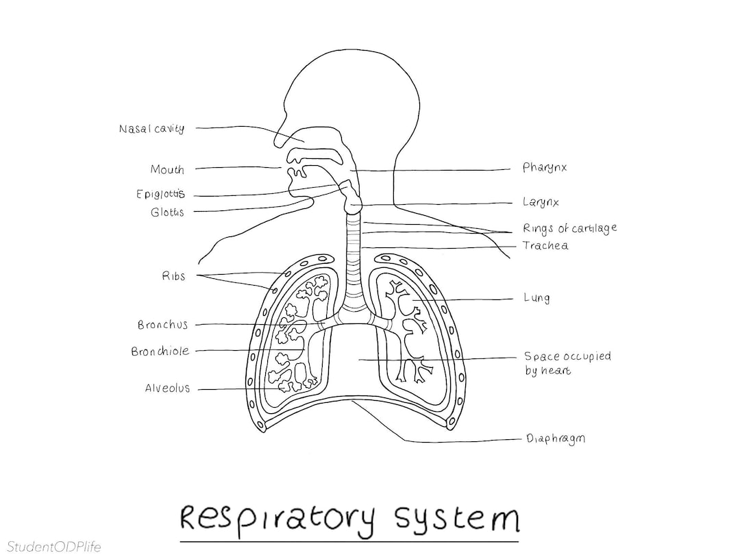 The Respiratory System Diagram LABELLED - Etsy