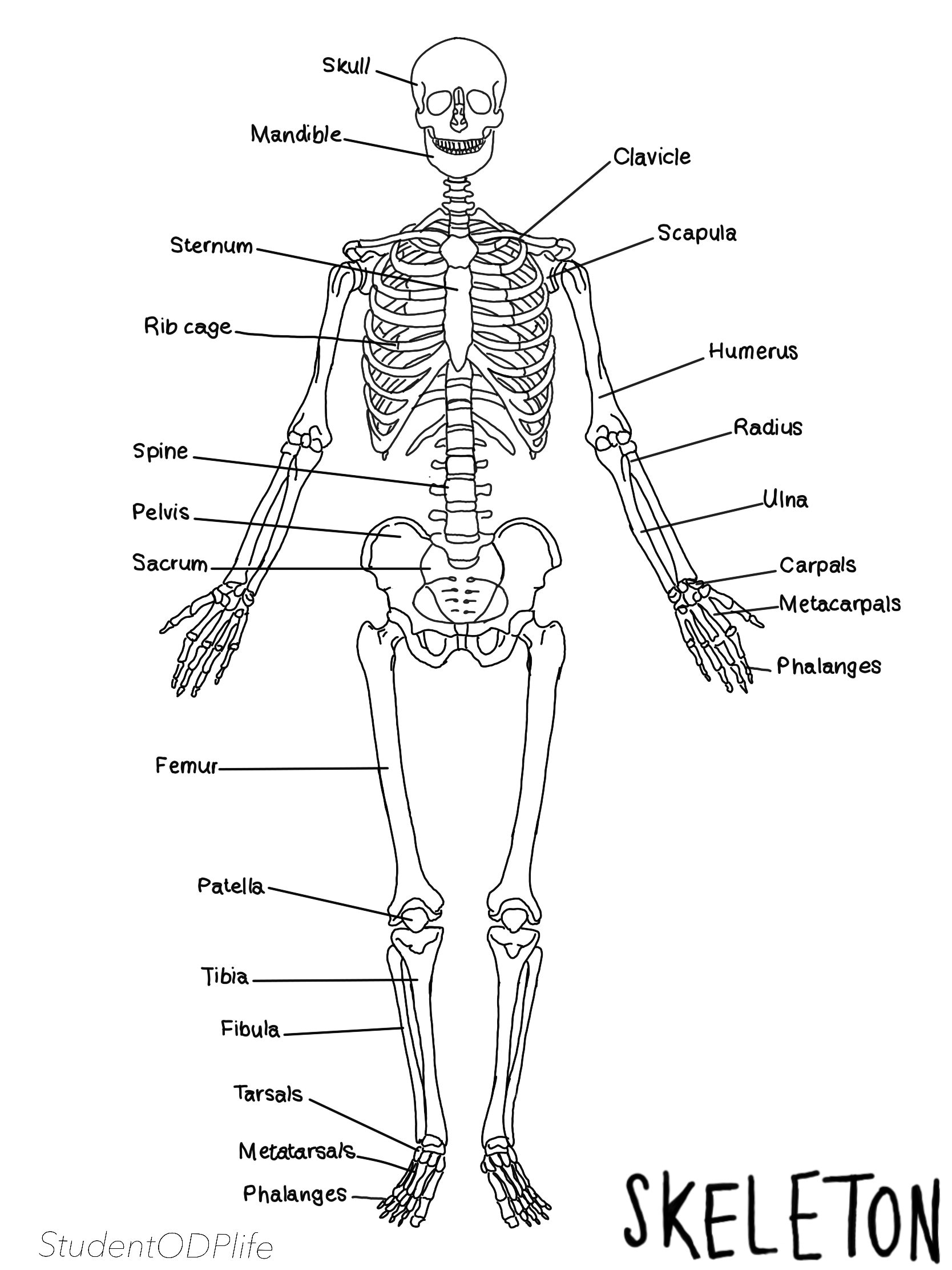 Skeleton LABELLED - Etsy Australia