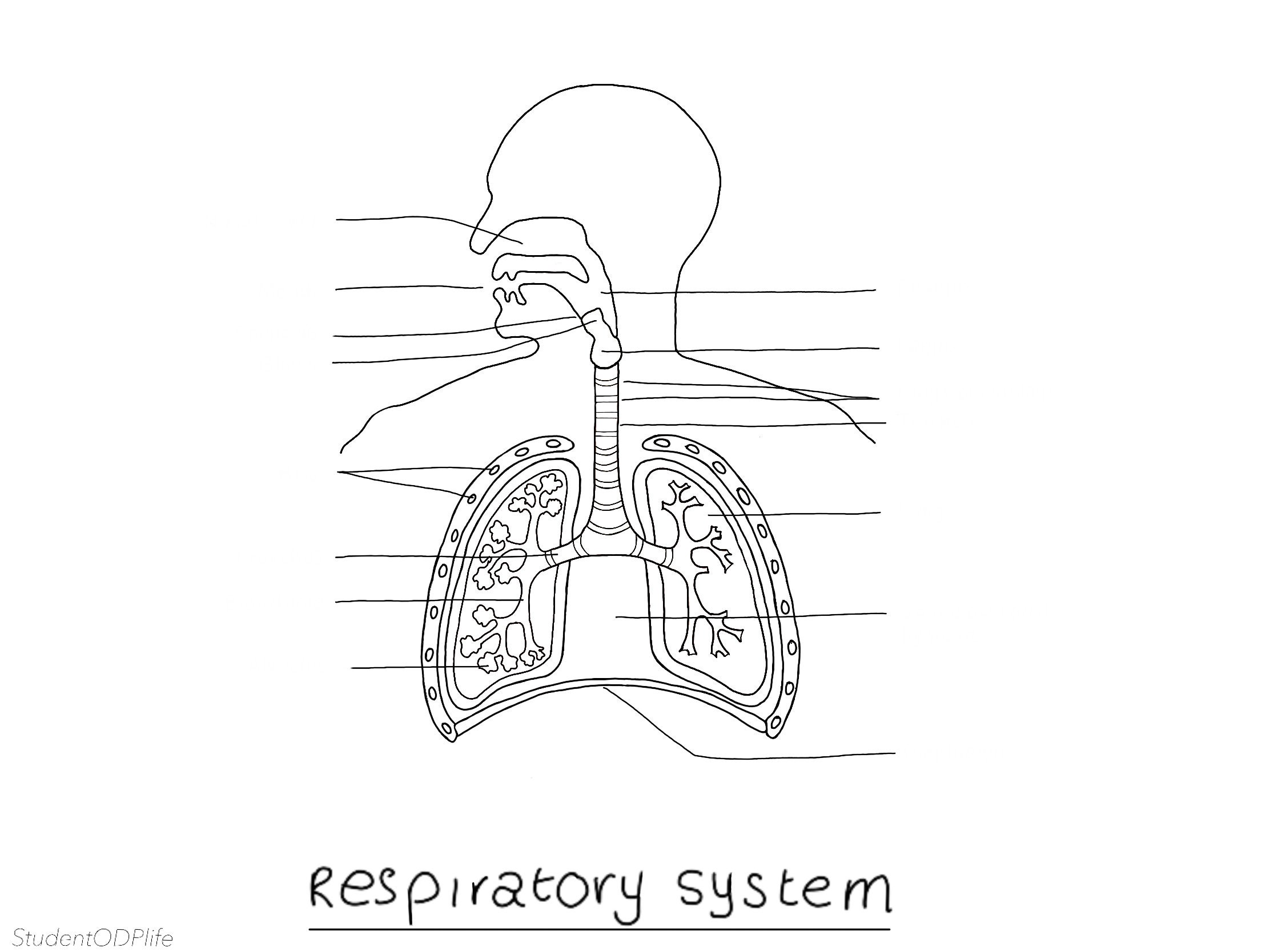 UNLABELLED Respiratory System Bundle - Etsy