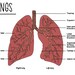 Lung Anatomy LABELLED - Etsy UK