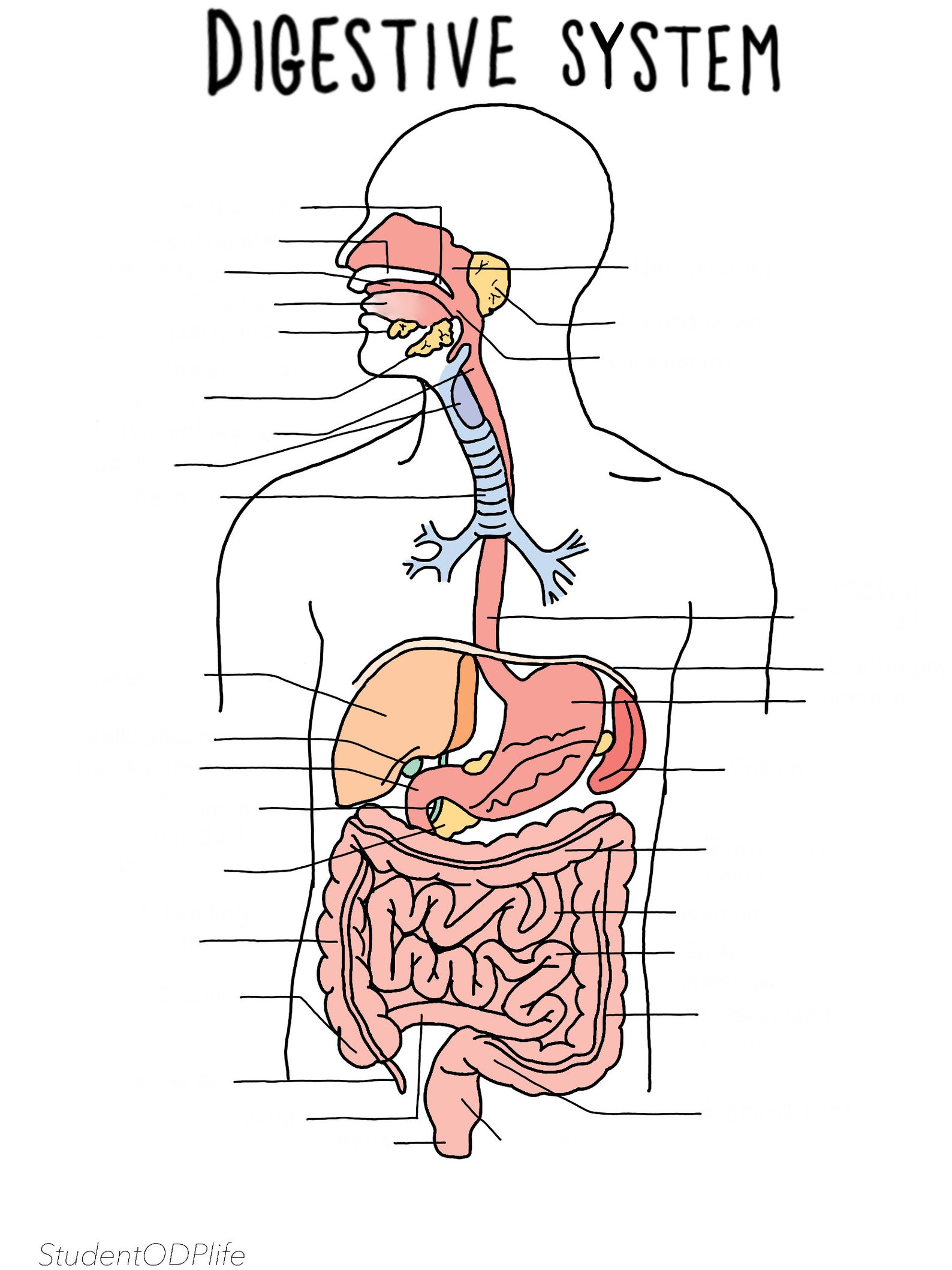 The Digestive System UNLABELLED - Etsy