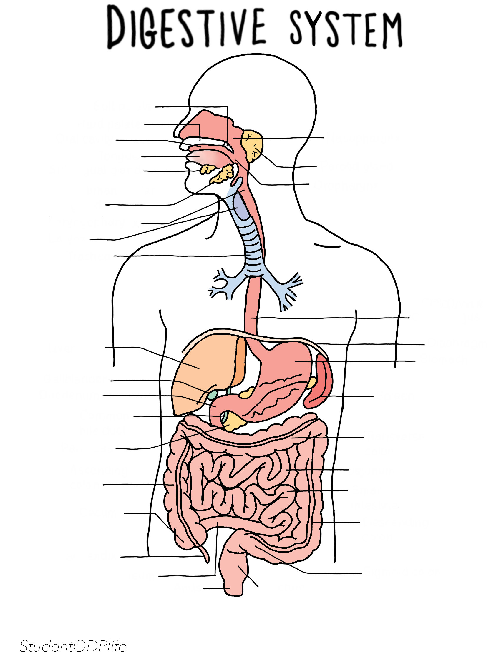 The Digestive System UNLABELLED - Etsy