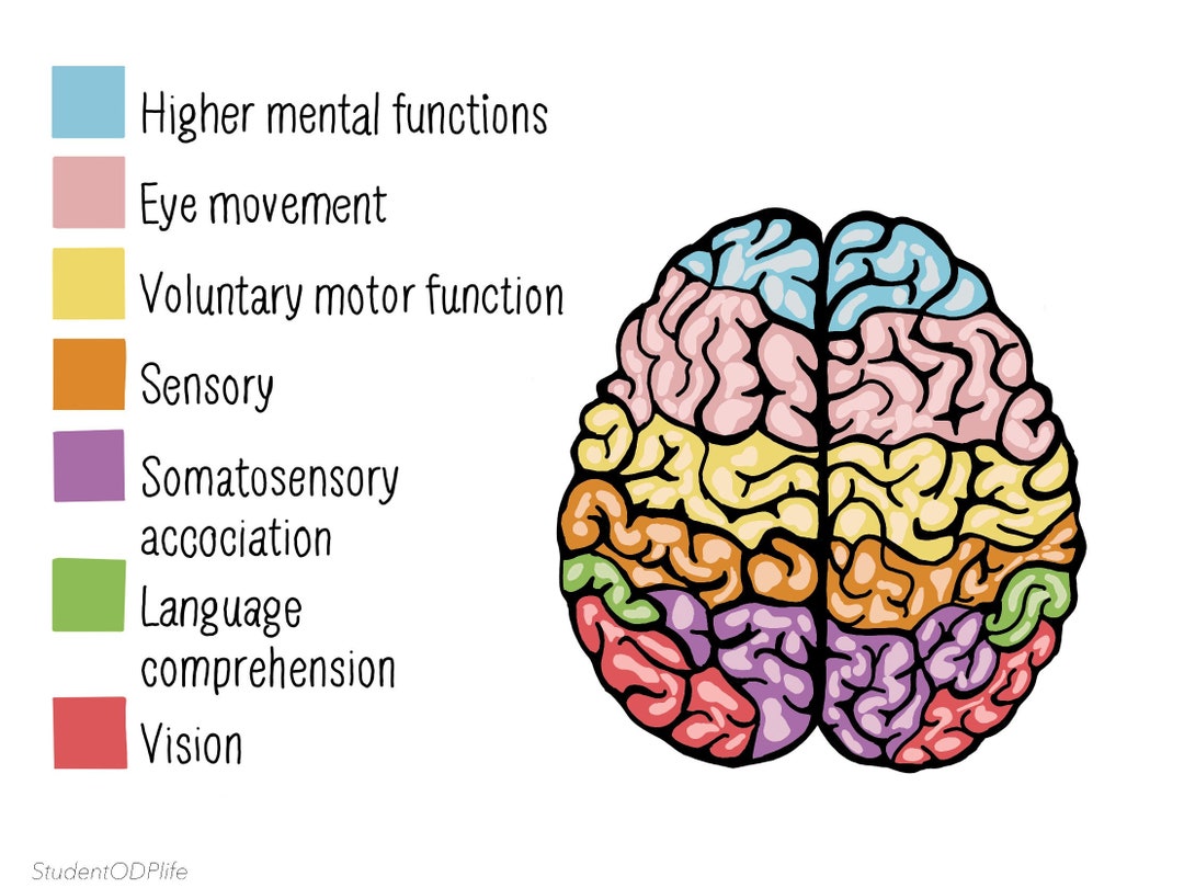 Functions Of The Brain Etsy