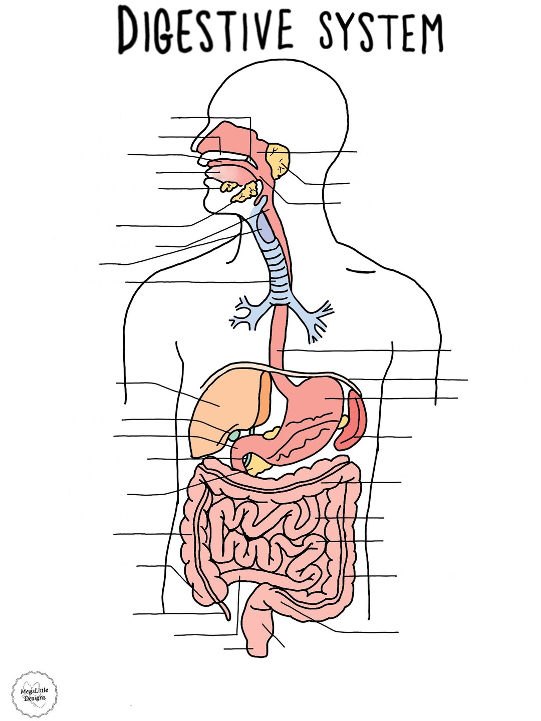 The Digestive System UNLABELLED - Etsy Canada