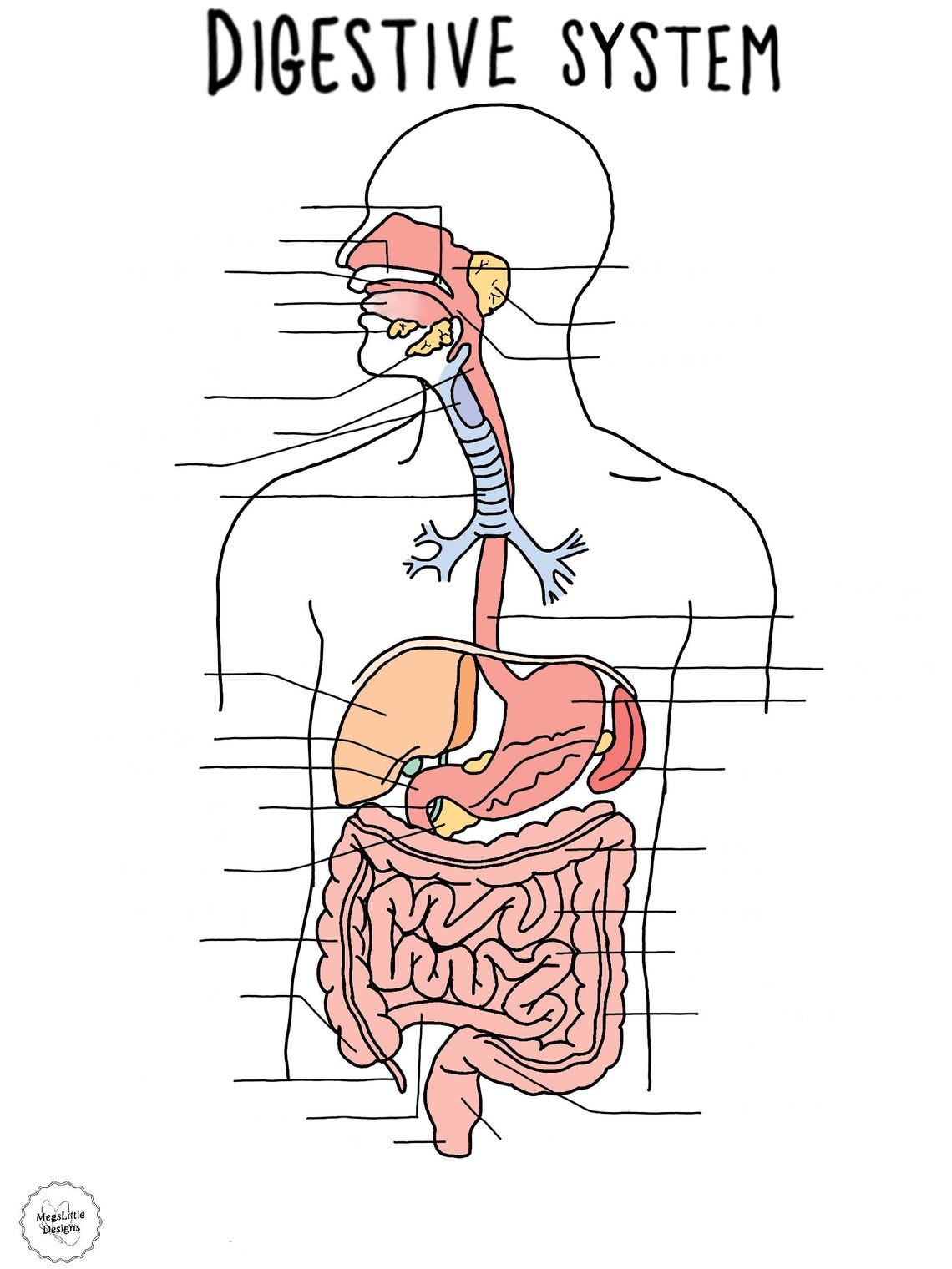 The Digestive System UNLABELLED - Etsy Canada