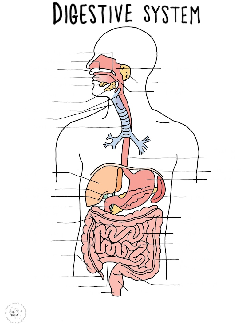 The Digestive System UNLABELLED - Etsy Canada
