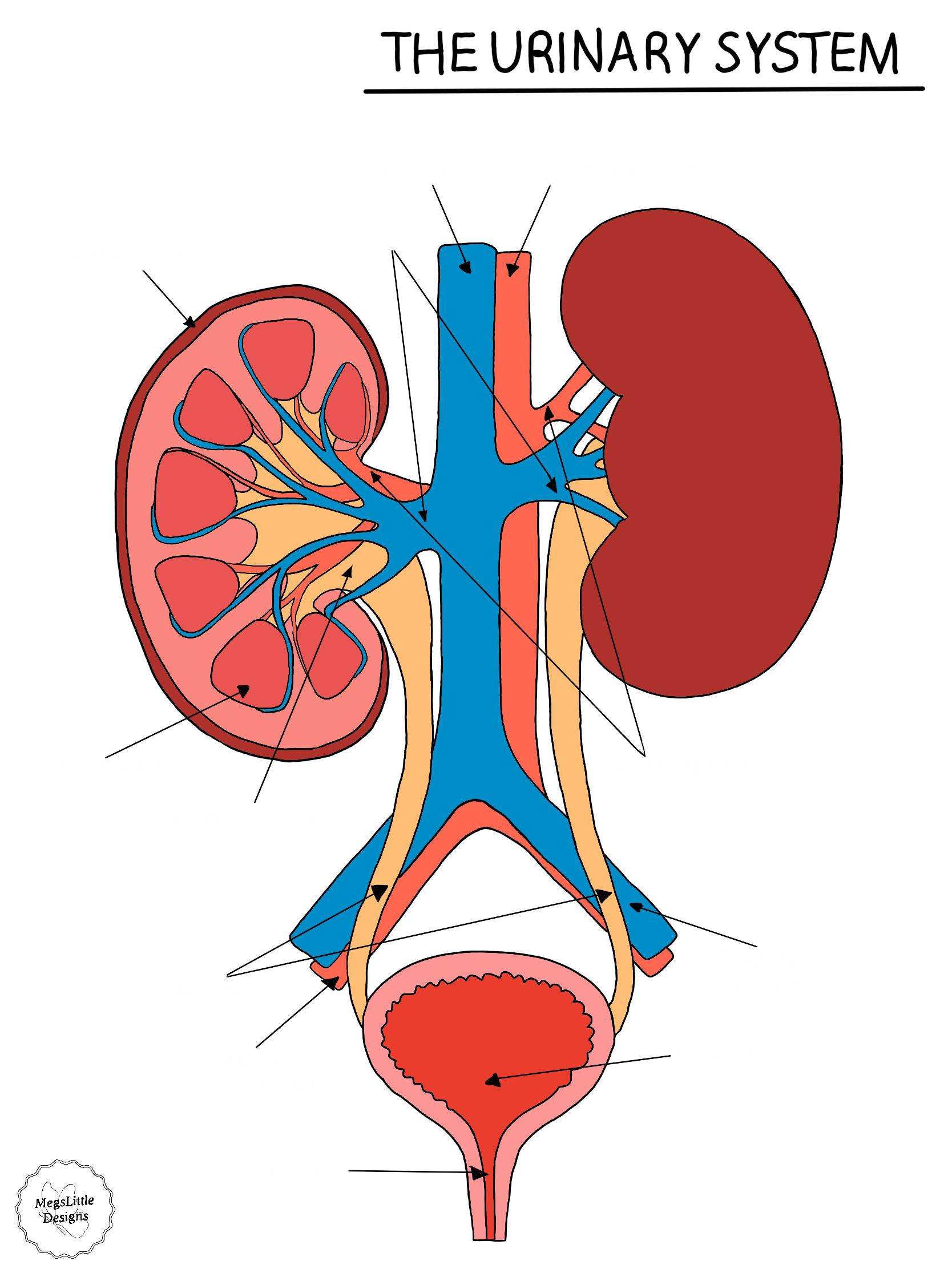 Urinary System, Nephron and Kidney Bundle UNLABELLED - Etsy