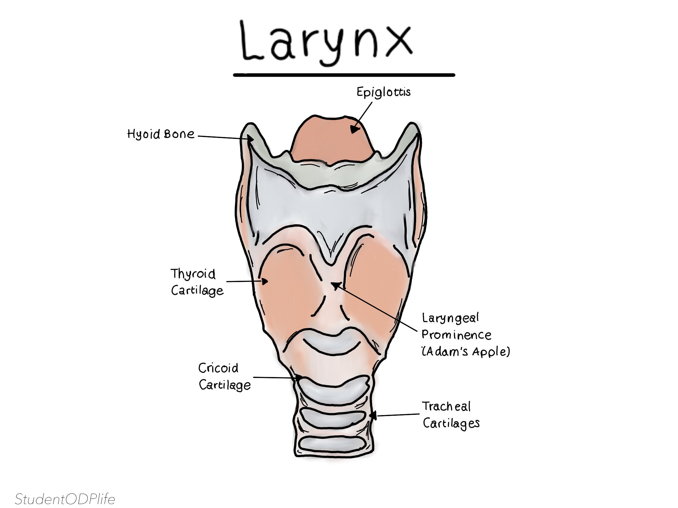 LABELLED Respiratory System/lungs and Larynx Diagram Bundle - Etsy