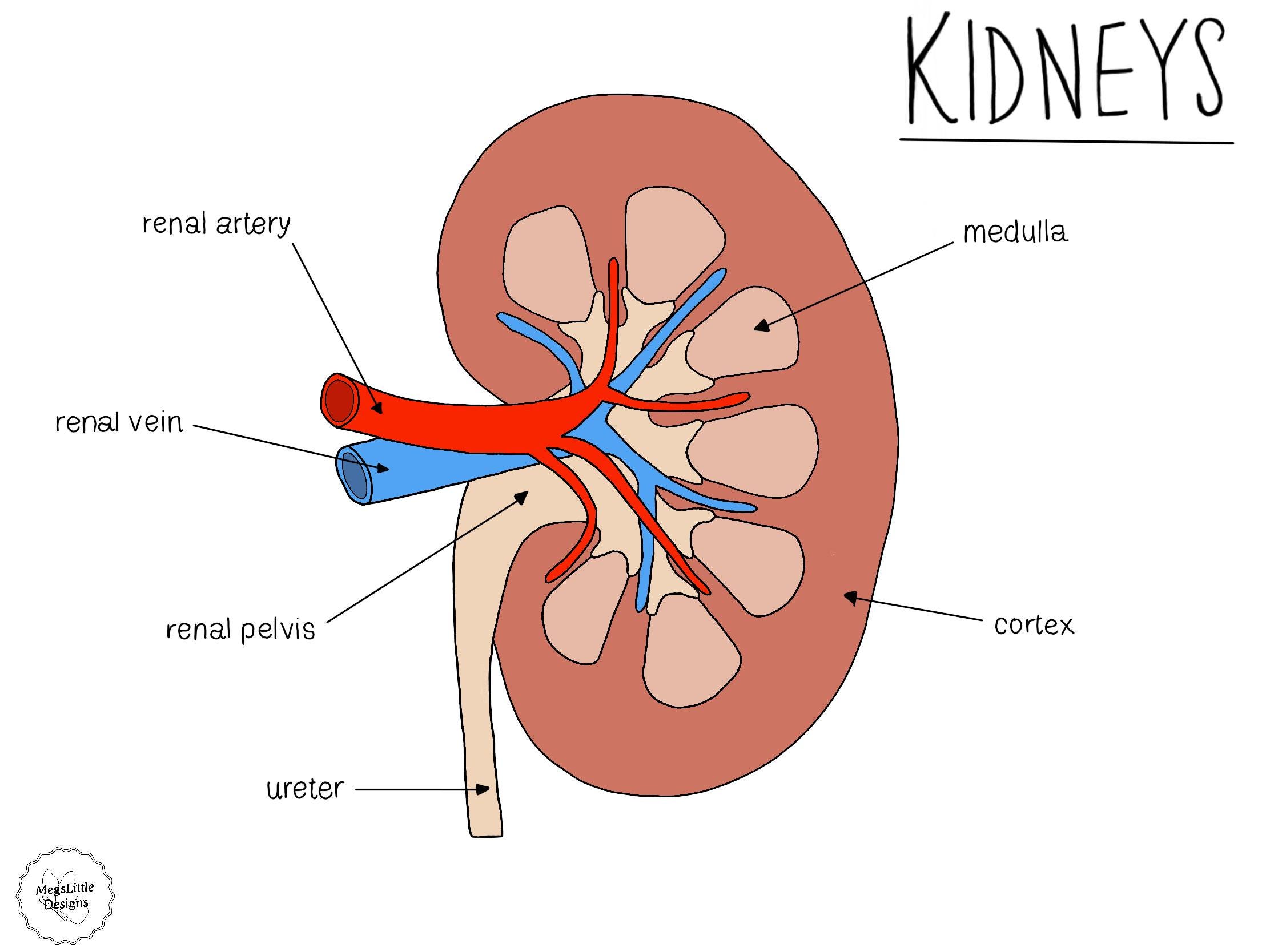 LABELLED Diagram Bundle of the Urinary System, Kidneys and Nephron - Etsy
