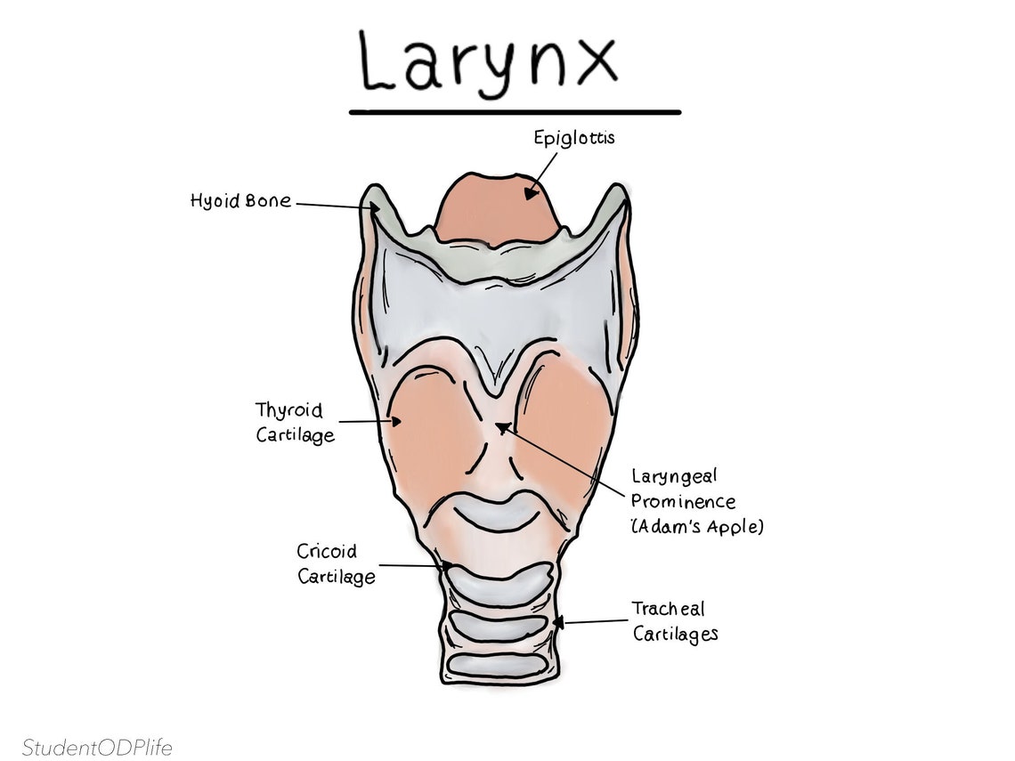 Larynx Anatomy LABELLED - Etsy