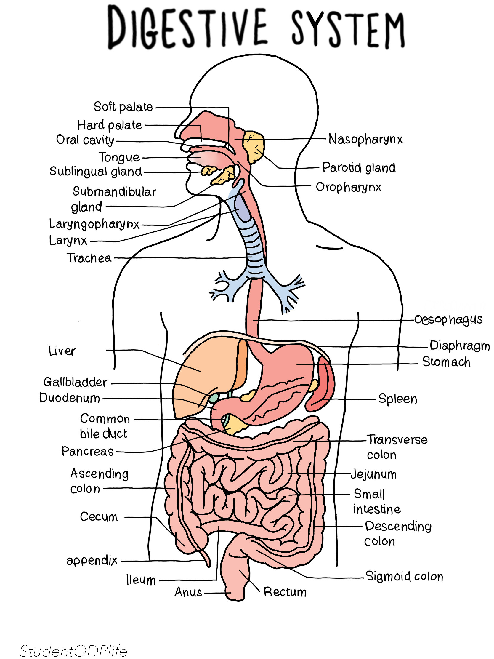 The Digestive System LABELLED - Etsy