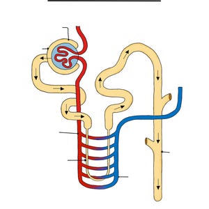 Nephron UNLABELLED - Etsy