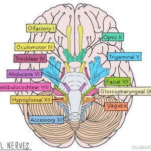 Brain Bundle LABELLED - Etsy
