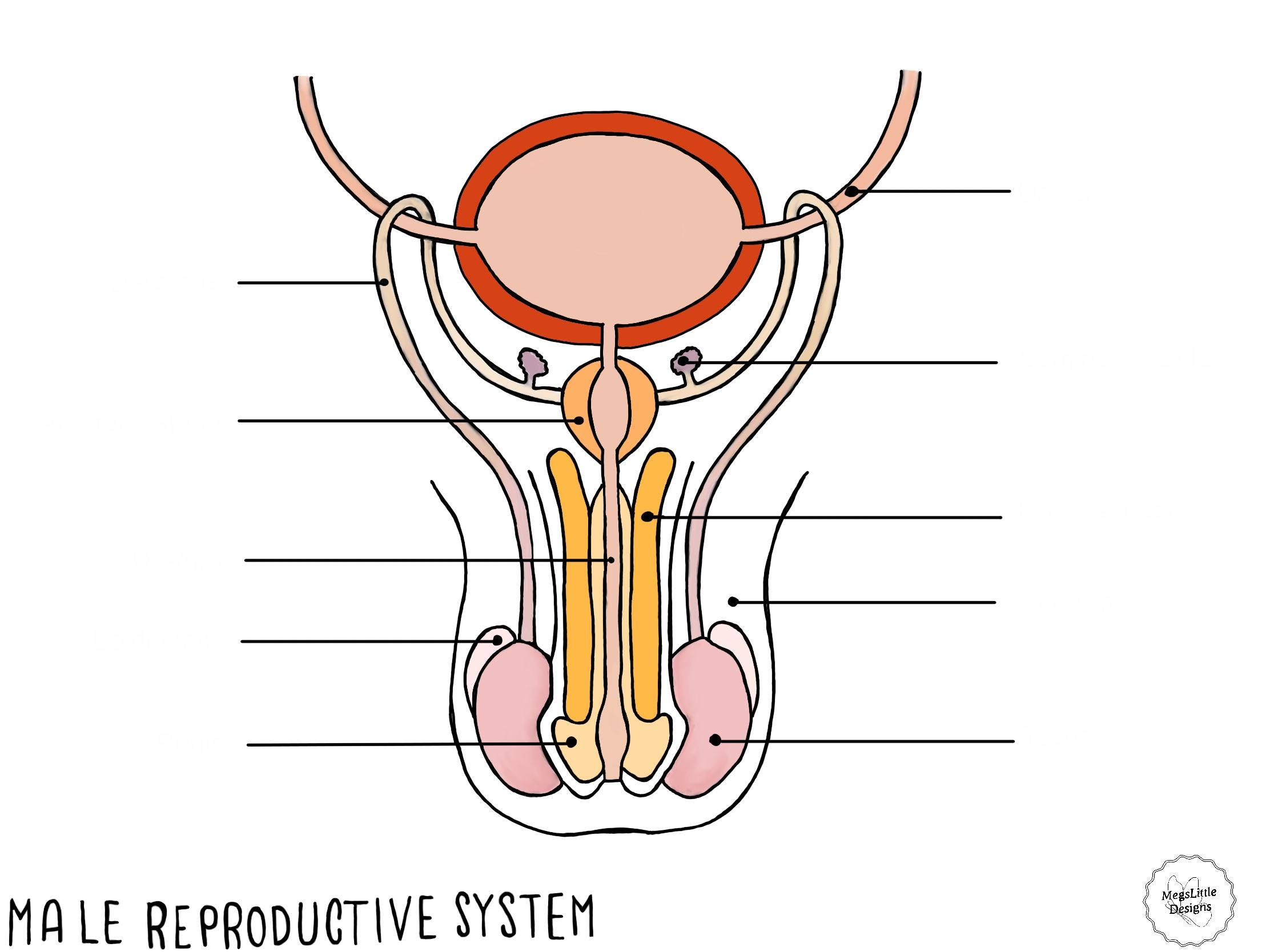 Male Reproductive System Unlabelled Etsy 2638