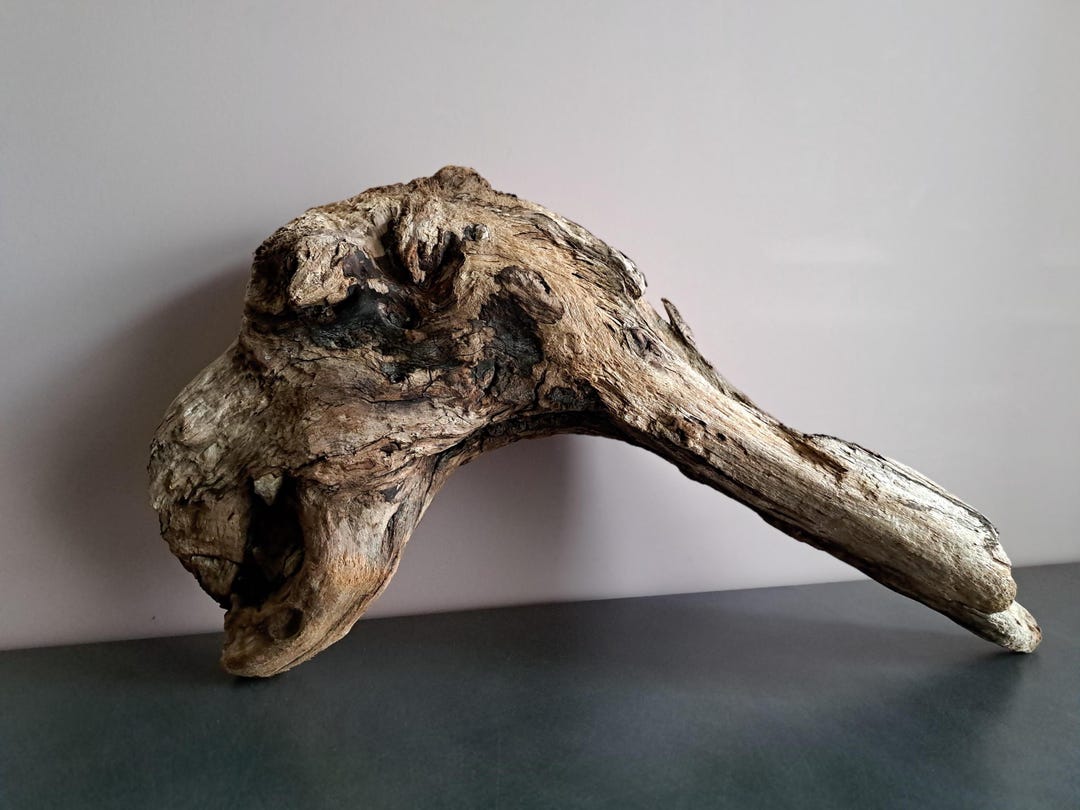 Wood Sculpture Decorative Big Driftwood From Baltic Sea Terrarium Decor ...