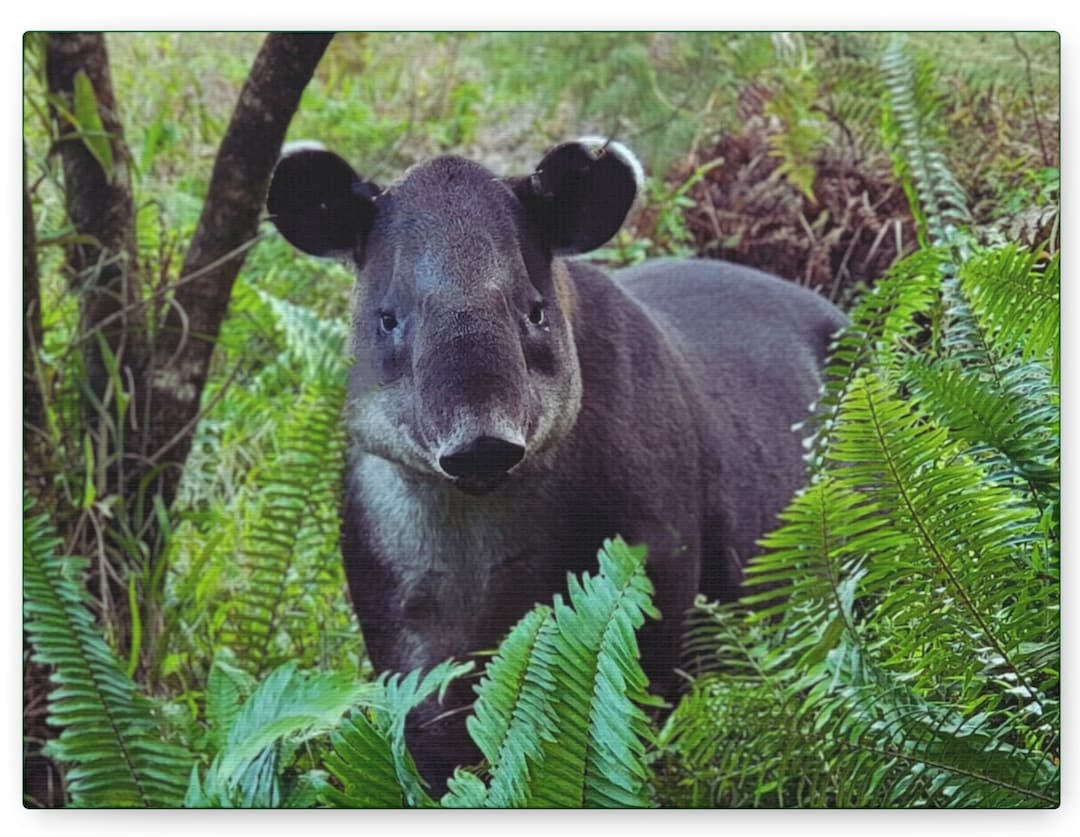 Canvas Wall Art, Tapir, Tropical Vacation, Gift, Costa Rica, Nature ...