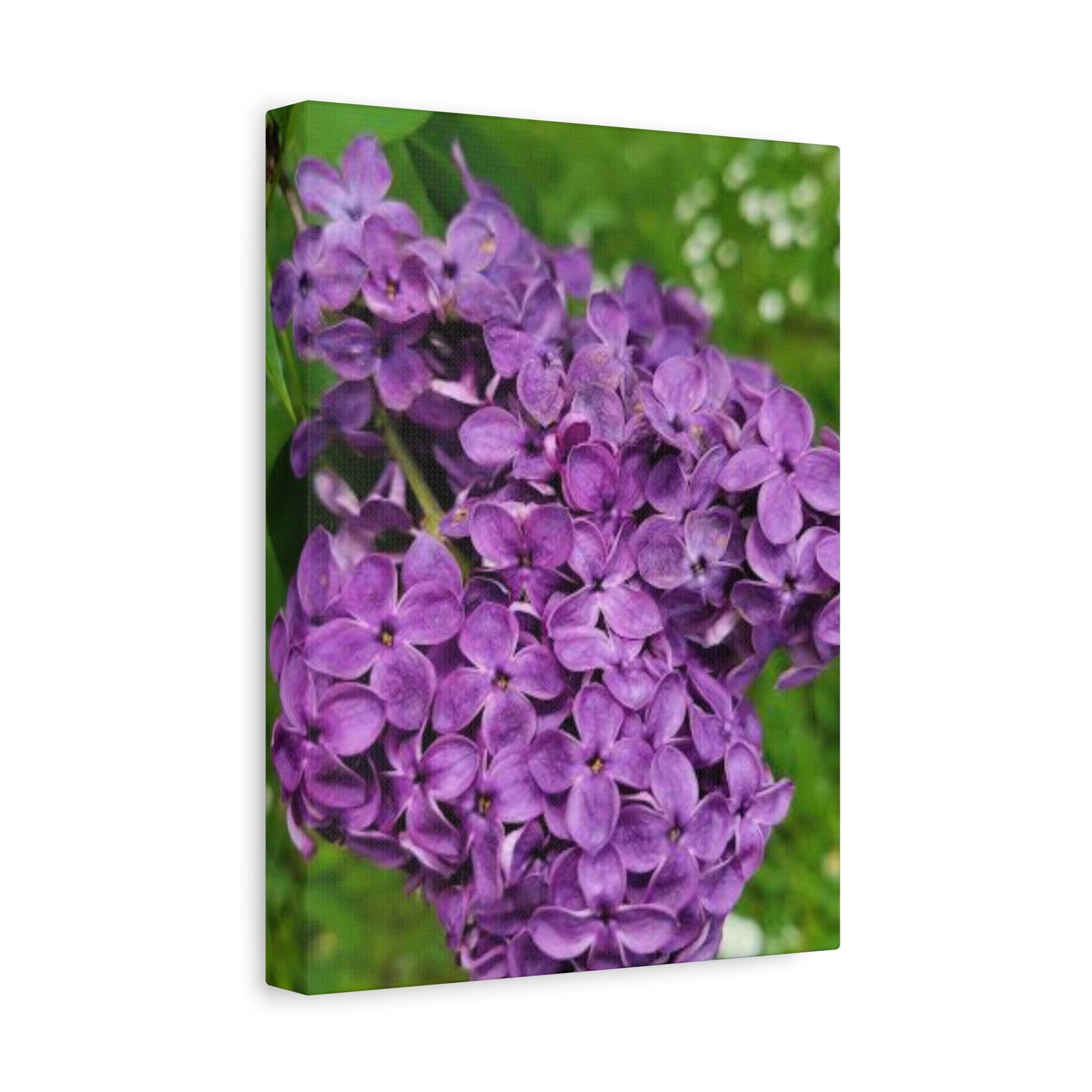 Photographic Artistic Print, Wall Art, Spray of Lilac, Great Gift ...