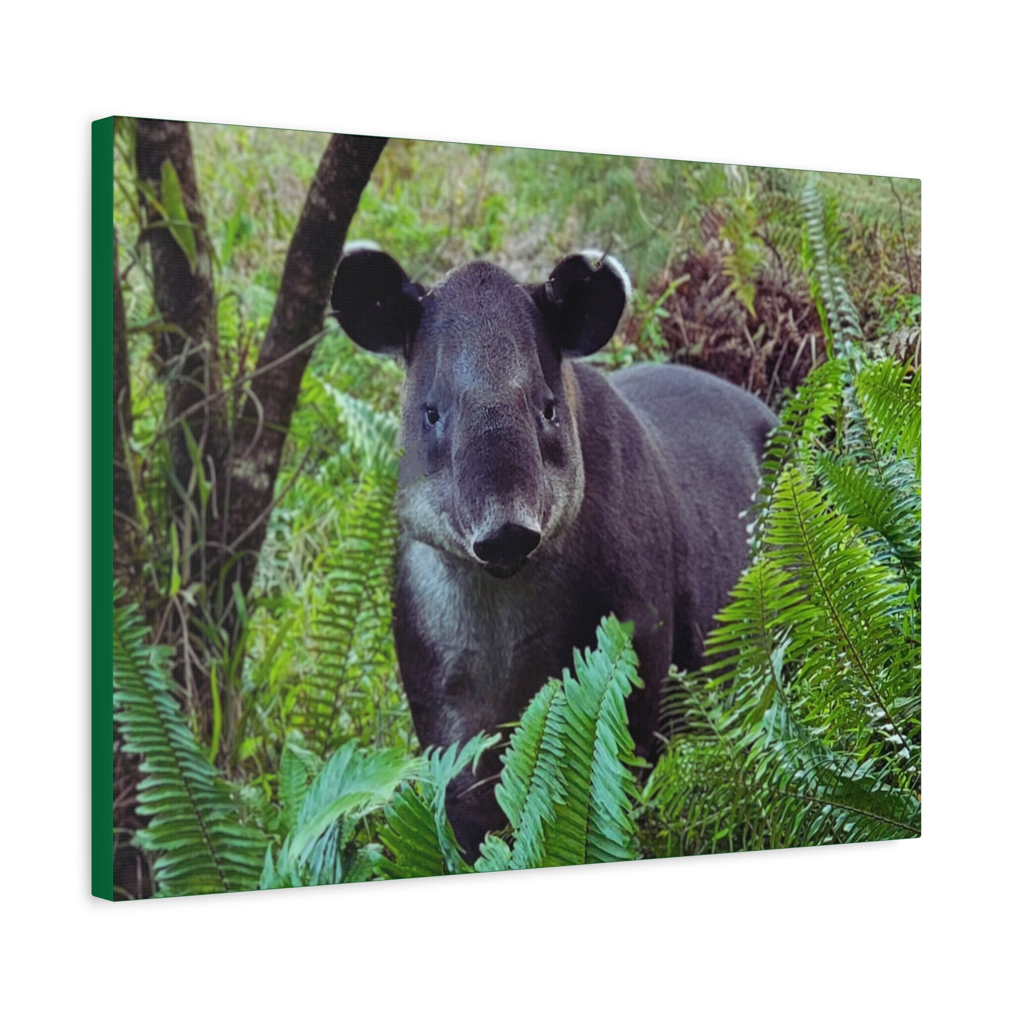Canvas Wall Art, Tapir, Tropical Vacation, Gift, Costa Rica, Nature ...