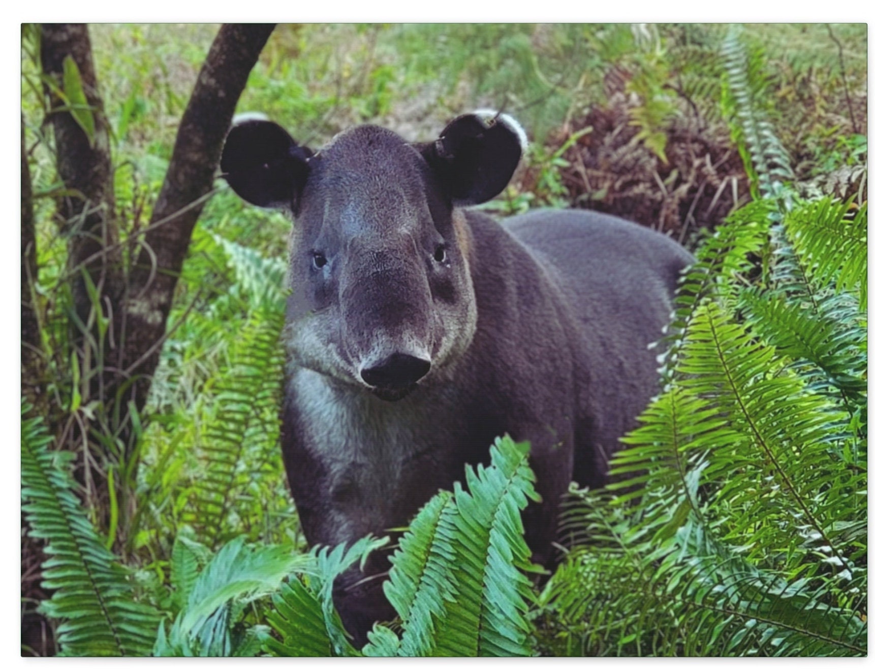 Canvas Wall Art, Tapir, Tropical Vacation, Gift, Costa Rica, Nature ...
