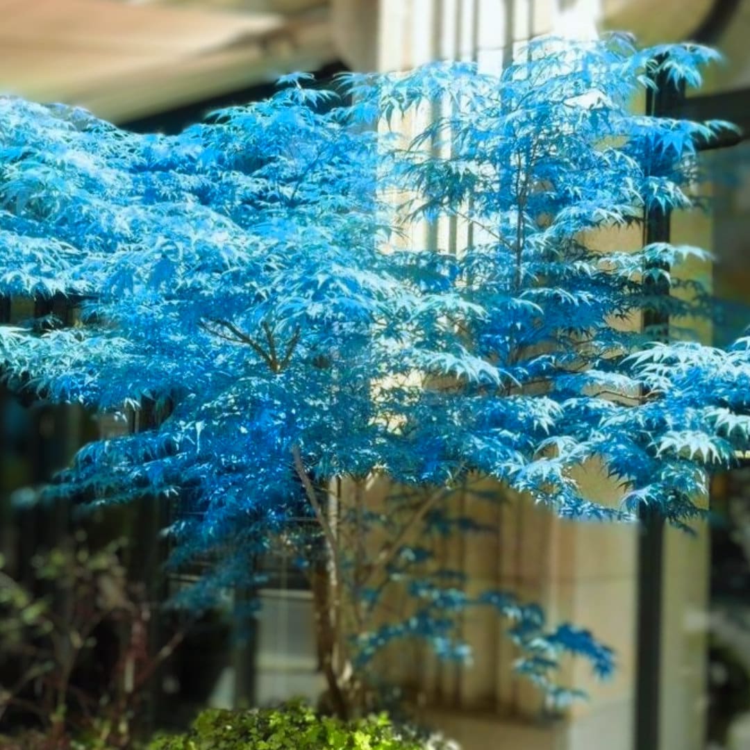 10 Seeds Blue Japanese Maple Tree 10 Seed Flower Perennial - Etsy Canada