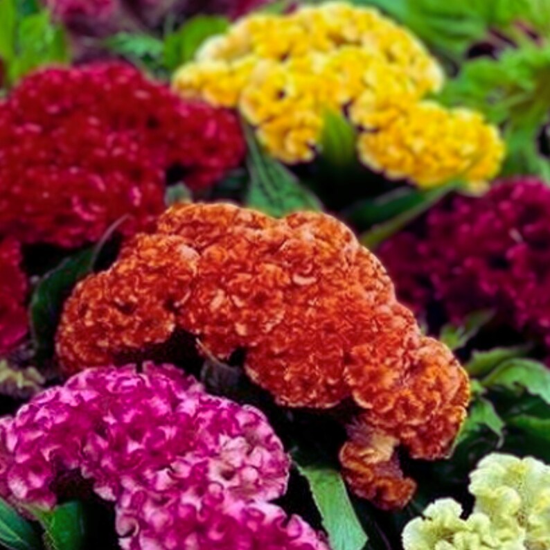 Celosia CRISTATA Mixed Cockscomb Dried Flowers Cutflowers 500 - Etsy