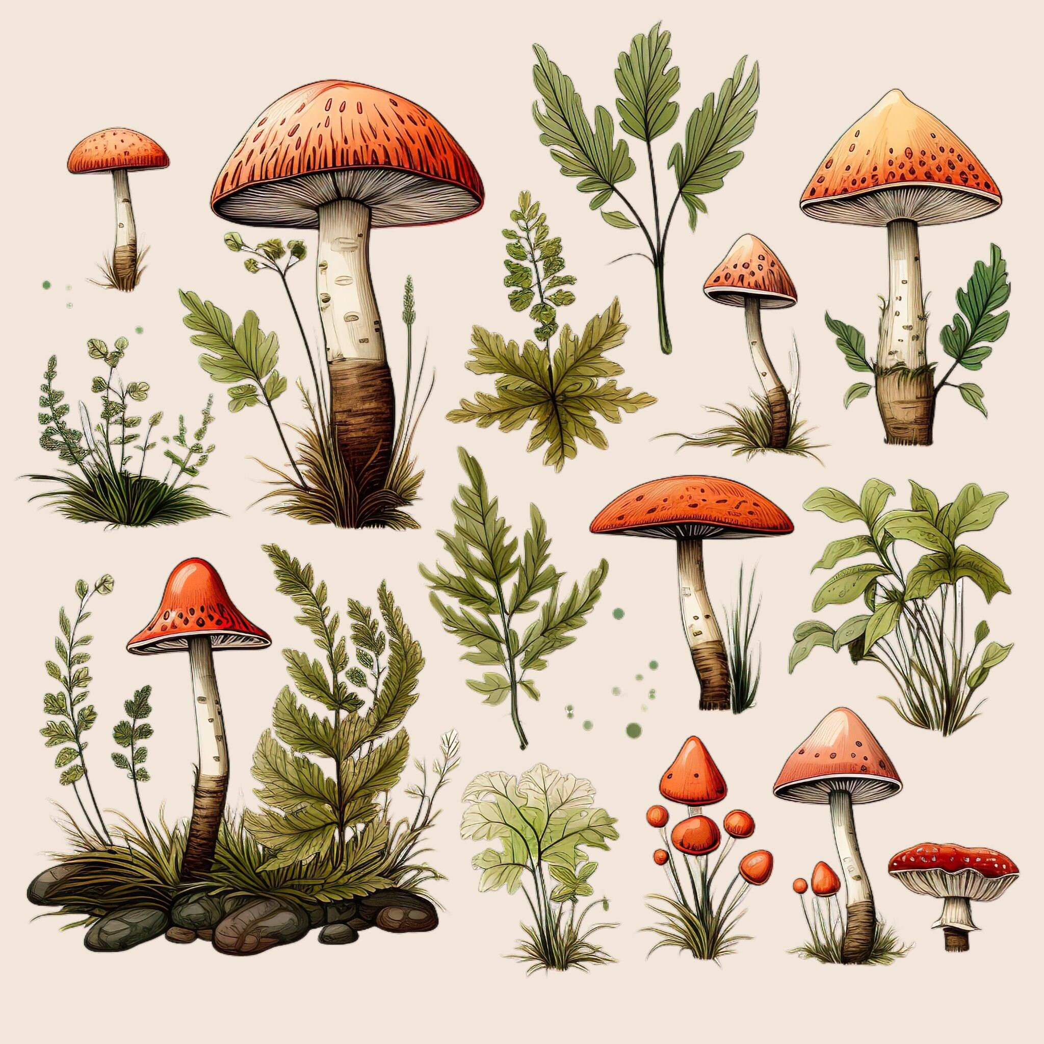 Toadstool Clipart Cottagecore Mushrooms Watercolor Fall - Etsy