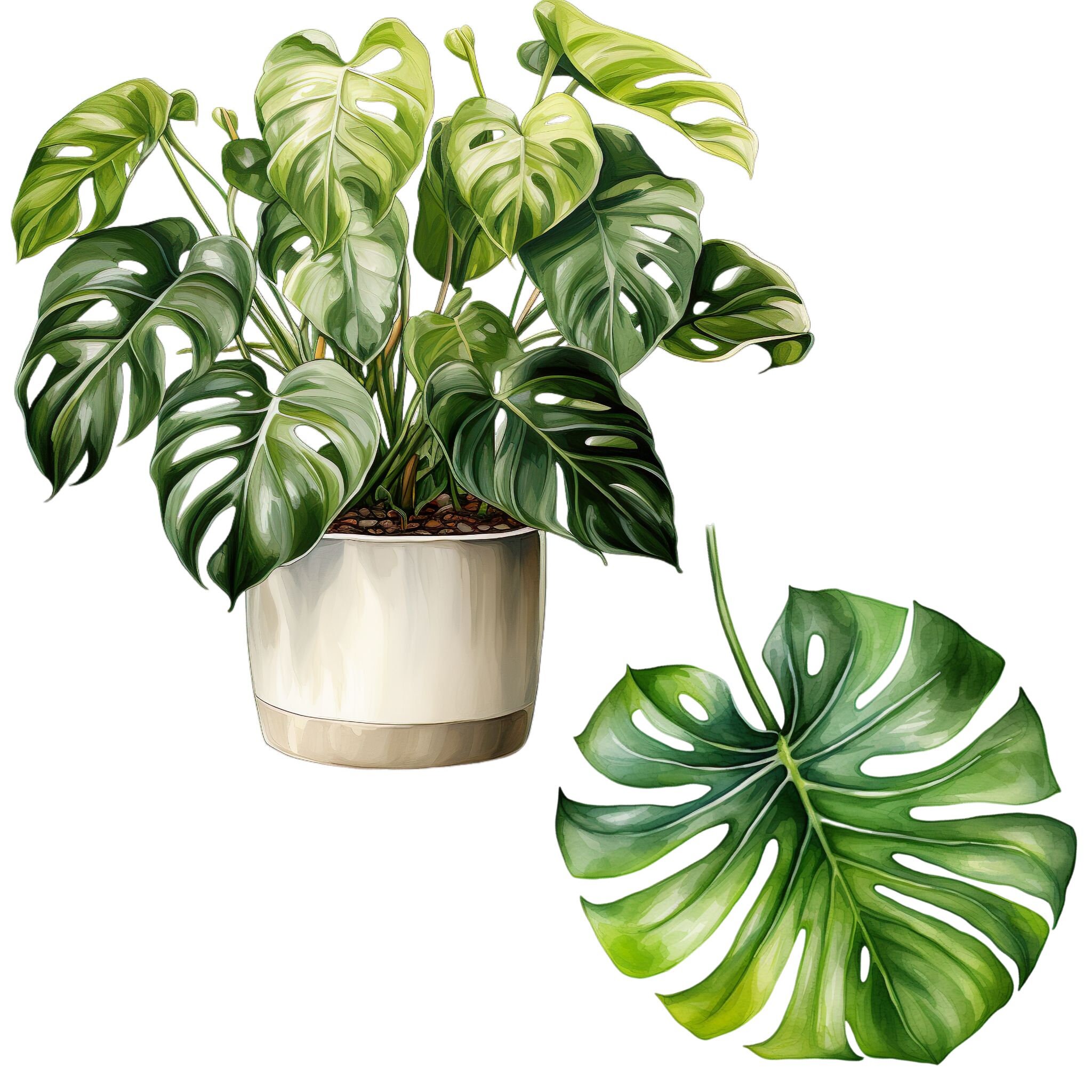 Monstera Pot Clipart Climbing Monstera Leaf and Vines PNG Houseplant ...