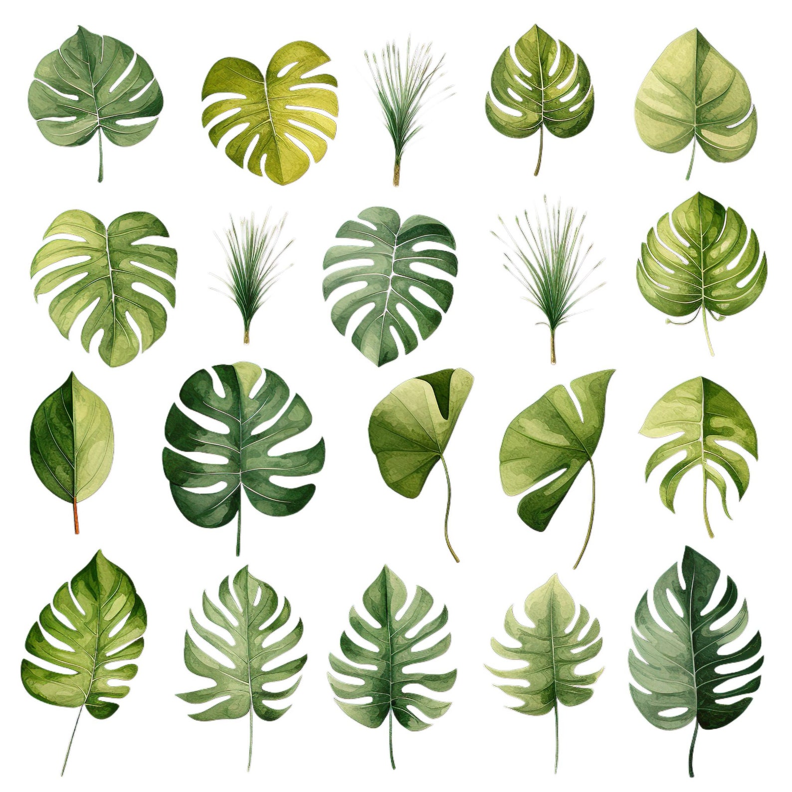 Monstera Pot Clipart Climbing Monstera Leaf and Vines PNG Houseplant ...