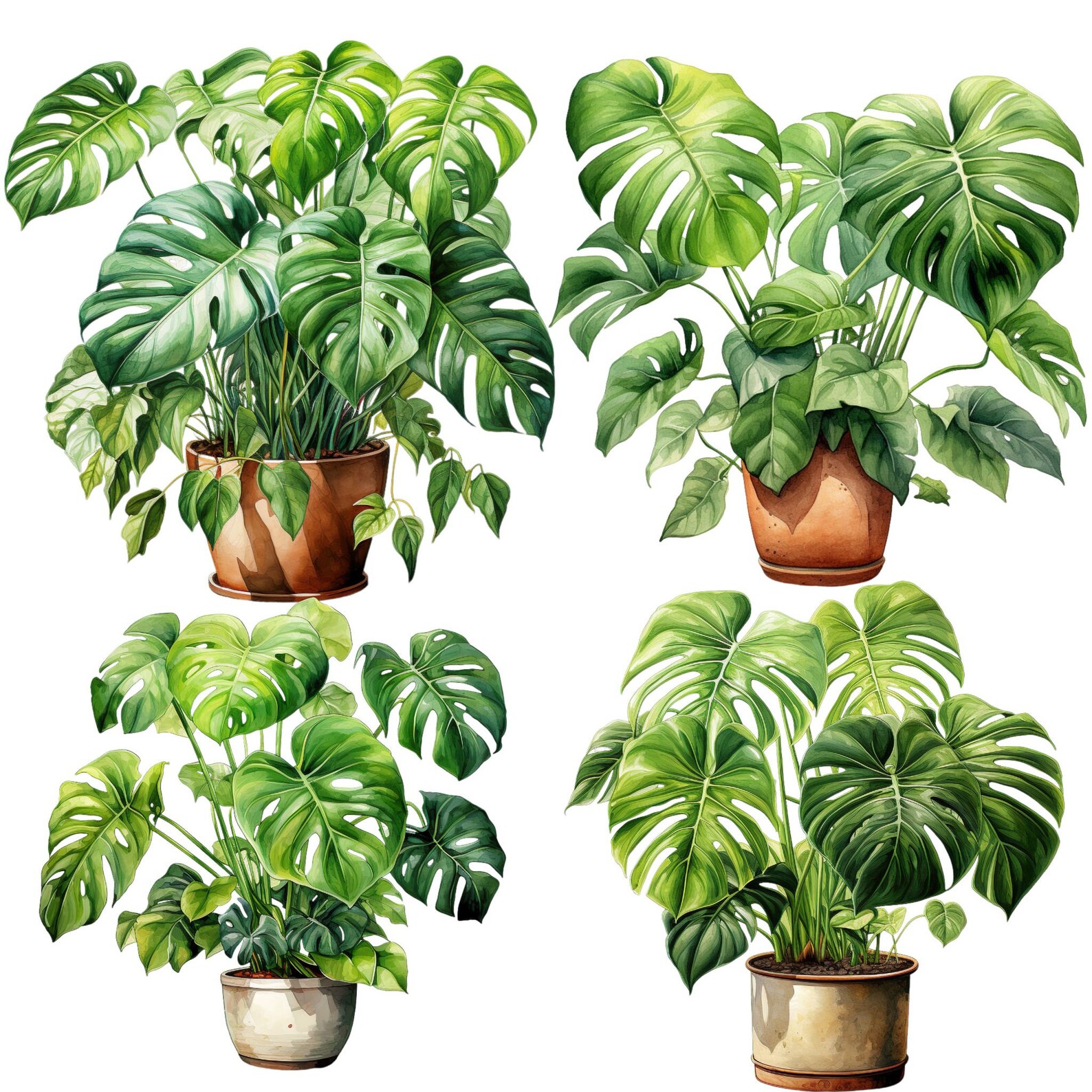 Monstera Pot Clipart Climbing Monstera Leaf and Vines PNG Houseplant ...