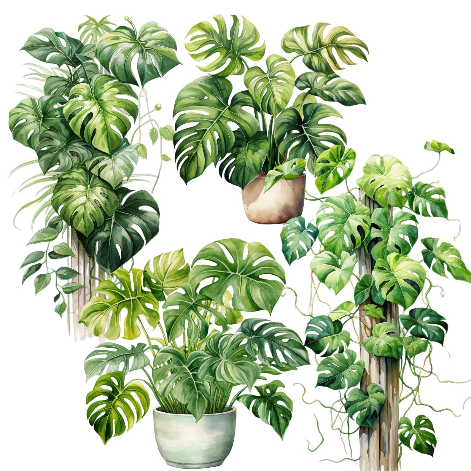 Monstera Pot Clipart Climbing Monstera Leaf and Vines PNG Houseplant ...