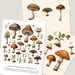 Woodland Clipart Watercolor Mushrooms Clipart Cute Mushrooms Commercial ...