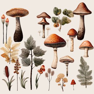 Mushroom Clipart Watercolor Toadstool Fall Thanksgiving Clipart Fall ...