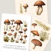 Mushroom Clipart Watercolor Toadstool Fall Thanksgiving Clipart Fall ...