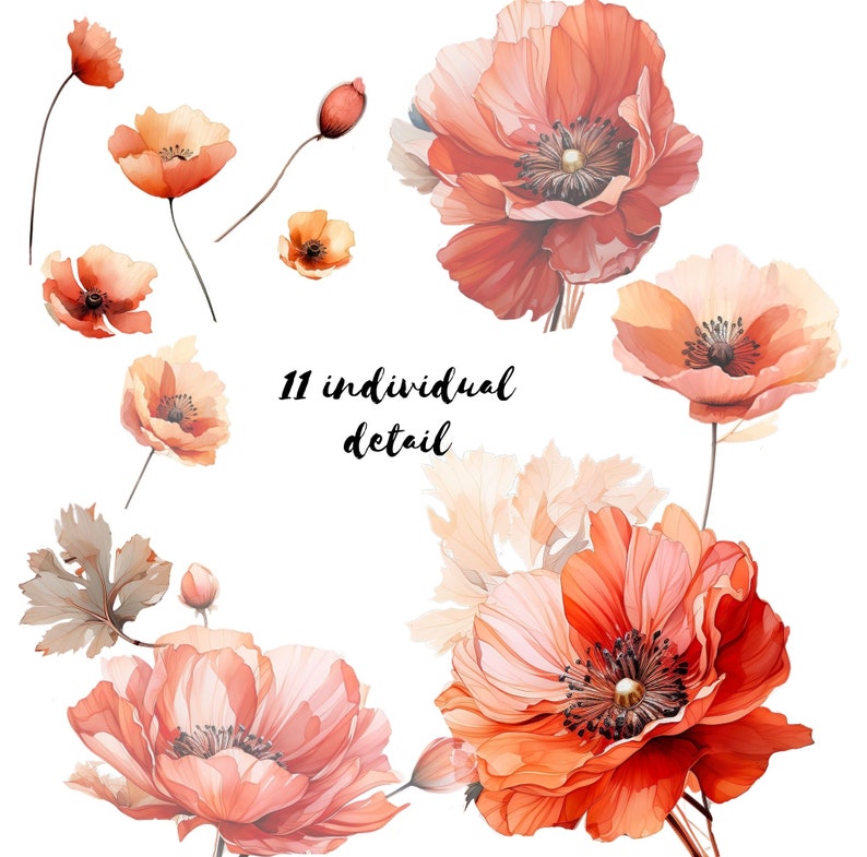 Poppy Watercolor Clipart Bundle Floral Clipart Summer Flowers PNG ...
