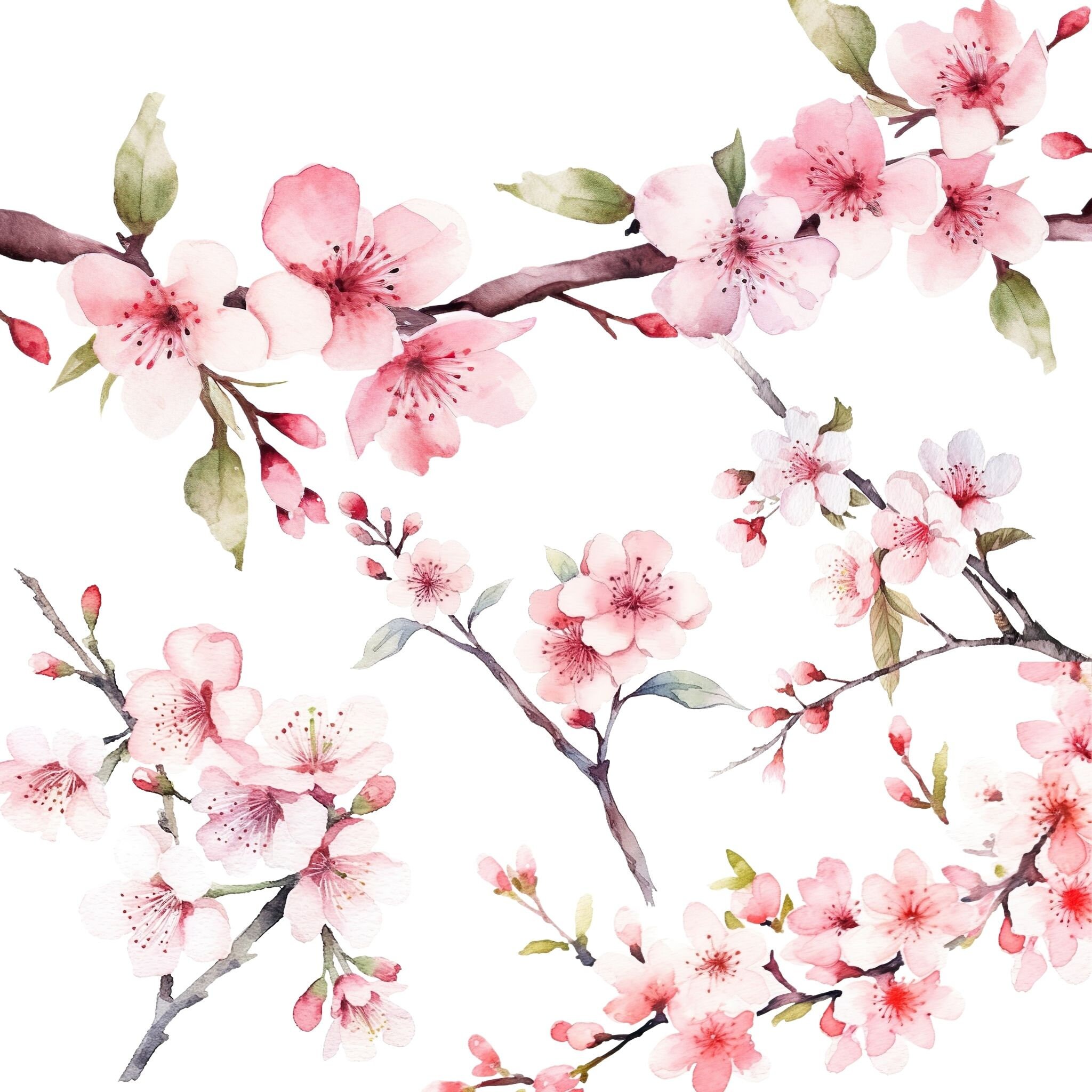 Cherryblossom Watercolor Clipart Sakura Cherry Flower Png Pink Blossom ...