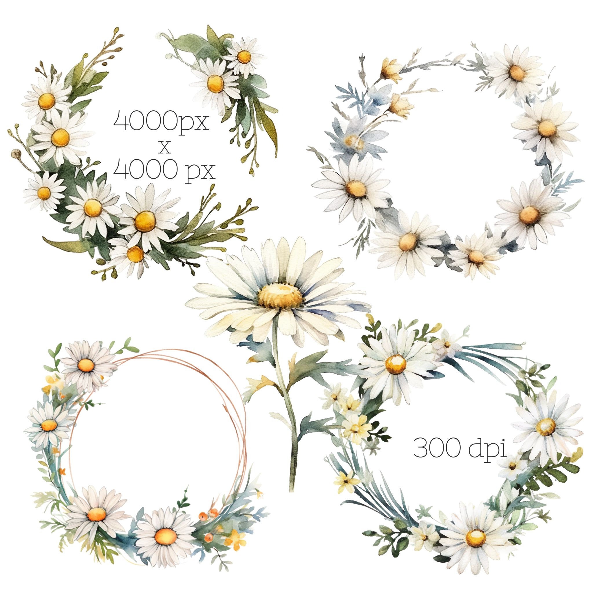Daisy Birthflower April Clipart Floral Watercolor Daisy Wreath Corner ...