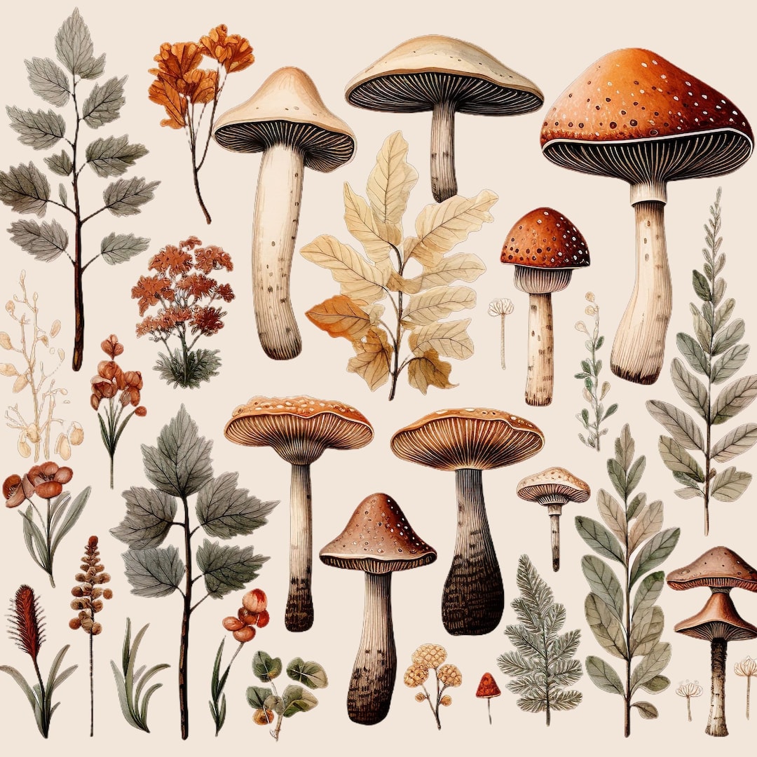 Mushroom Clipart Watercolor Toadstool Fall Thanksgiving Clipart Fall ...