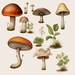 Woodland Clipart Watercolor Mushrooms Clipart Cute Mushrooms Commercial ...