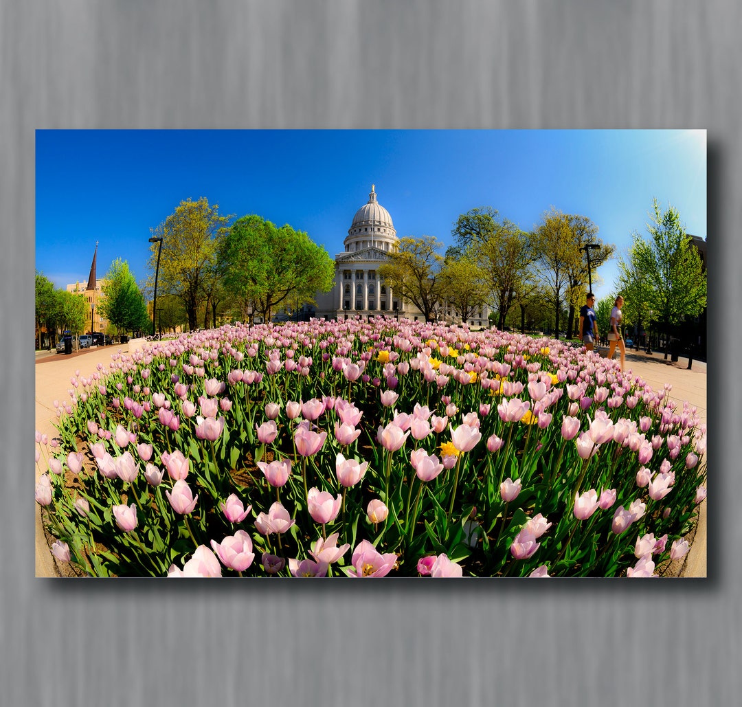 Wisconsin State Capitol Photograph | Madison Pink Tulips Spring Flowers ...