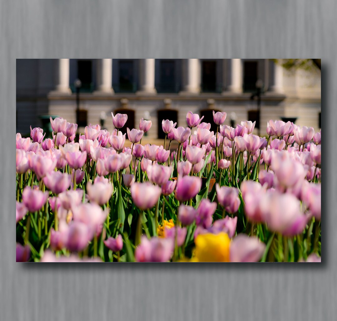 Pink Tulips Wisconsin State Capitol Photograph | Madison Capitol Square ...