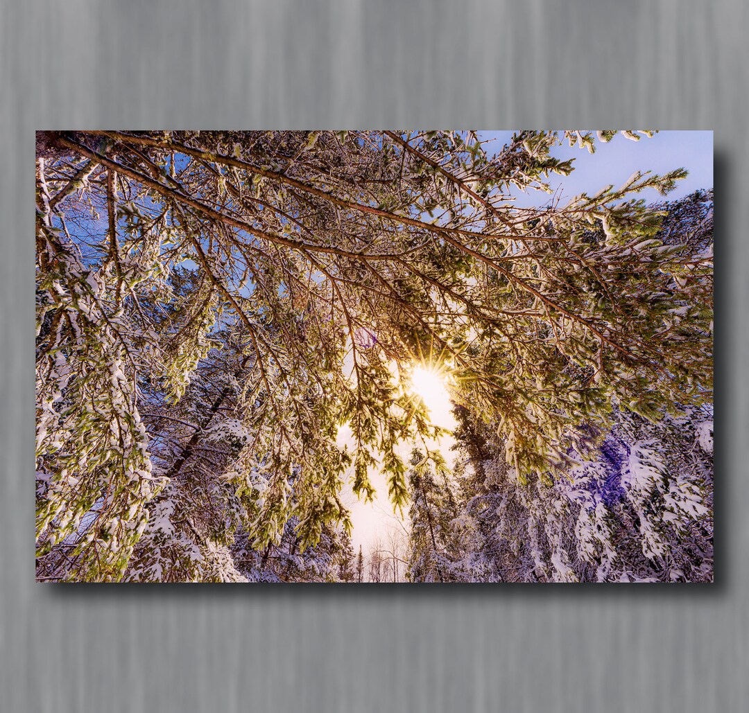 Balsam Fir Trees Heavy Snow Photograph | Northwoods Wisconsin Winter ...