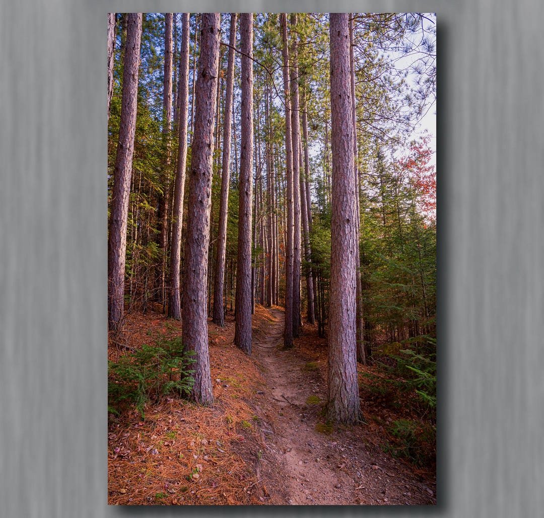 Northwoods Forest Trail Photograph | Red Pine Chequamegon National ...