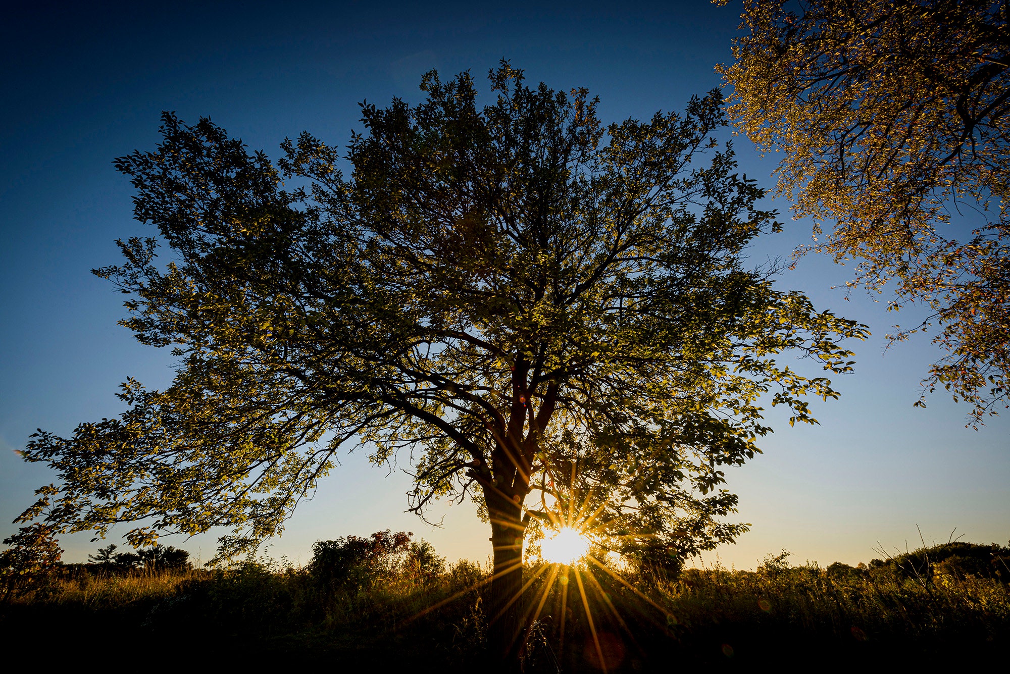 Frautchi Point Big Tree Sunset Photograph Madison Wisconsin Fall ...