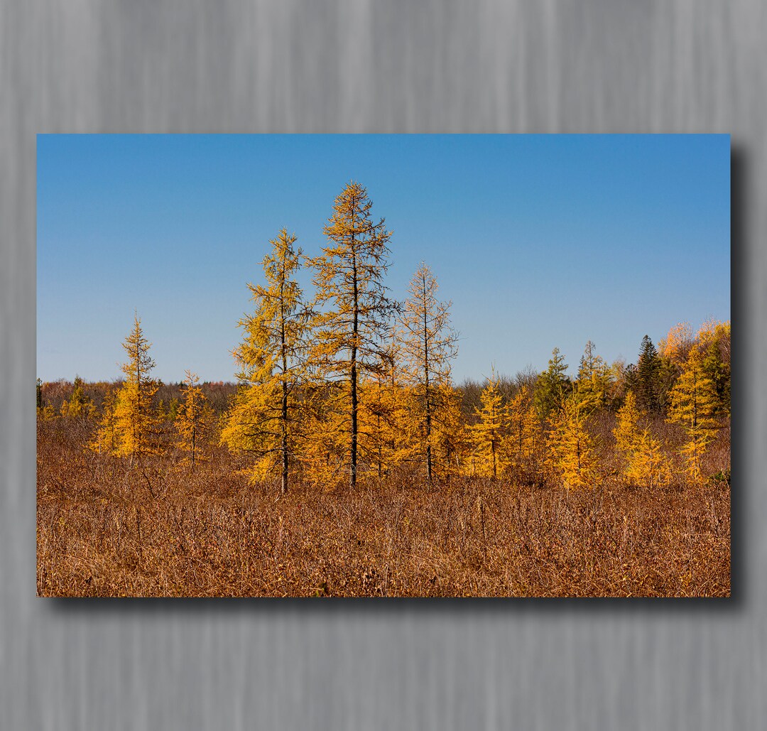 Fall Tamarack Trees in Wetland Photograph | Chequamegon National Forest ...