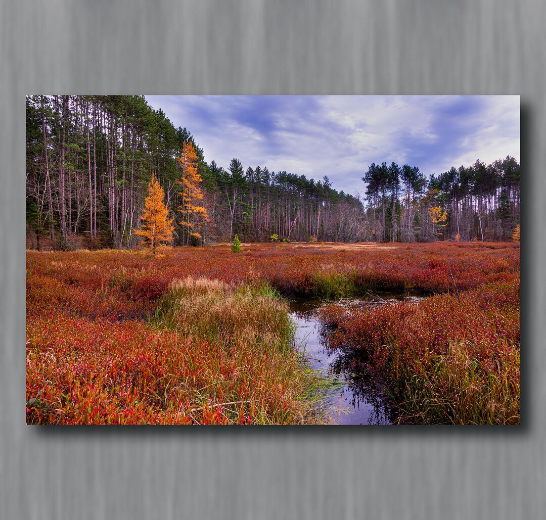 Northwoods Wetland Fall Photograph | Chequamegon National Forest ...